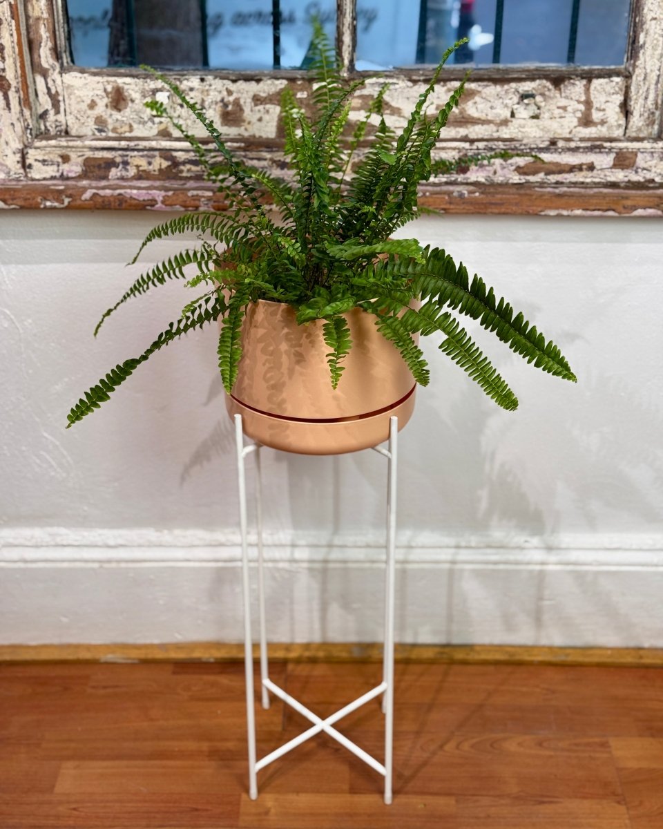 Ruff Metal Plant Stand | Plant Daddy