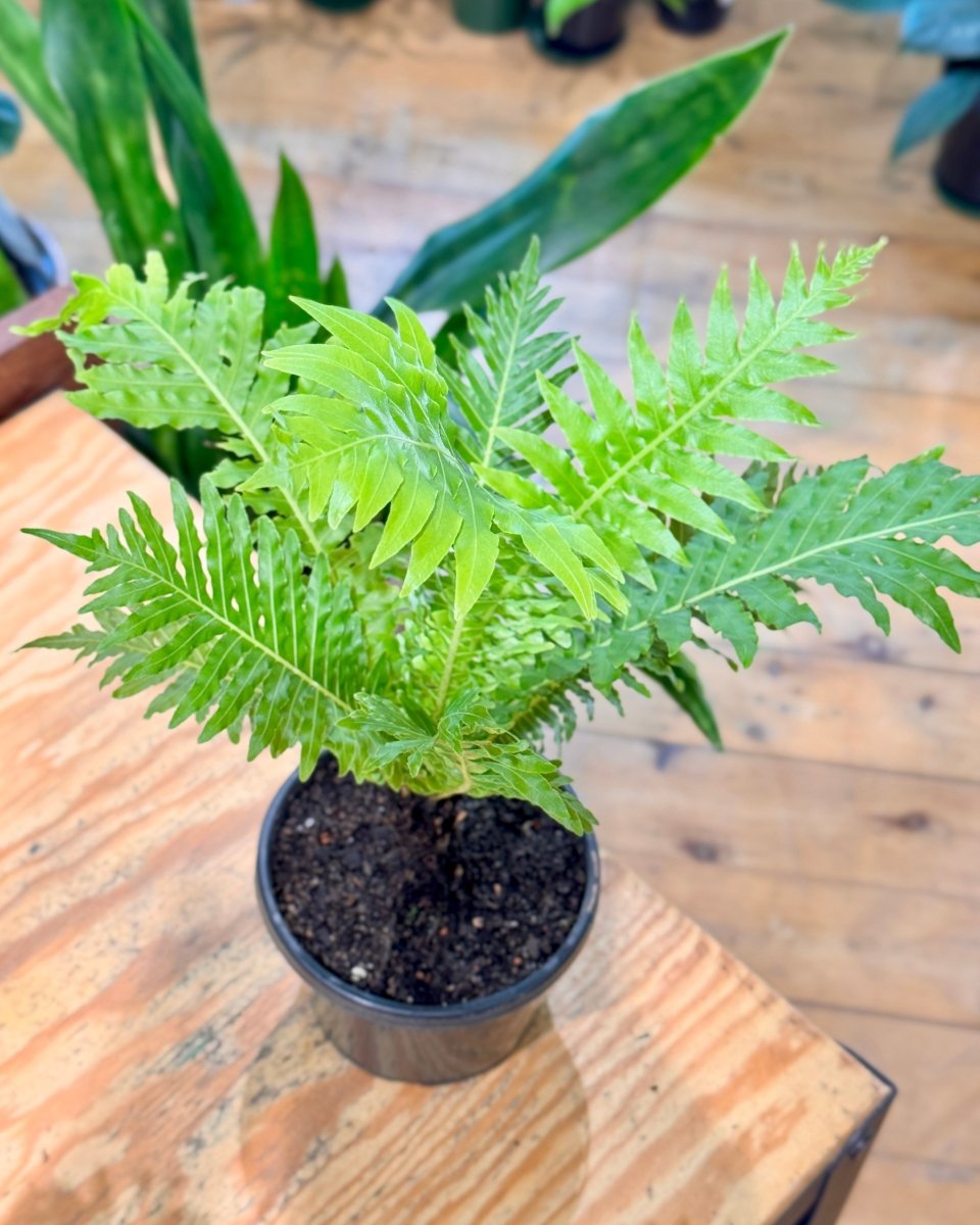 Blechnum ‘Silver Lady’ (Dwarf Tree Fern) | Plant Daddy