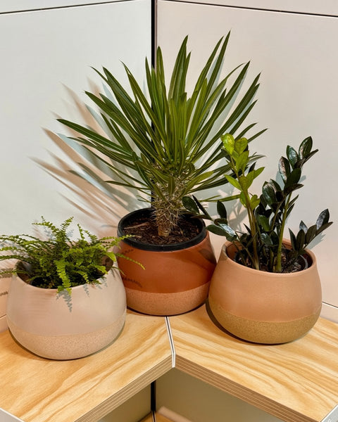 Ceramic & Stone Pots | Stylish Durable Planters Australia